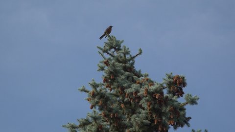 Robin On Top Large Spruce Tree Stock Footage Video (100% Royalty-free ...