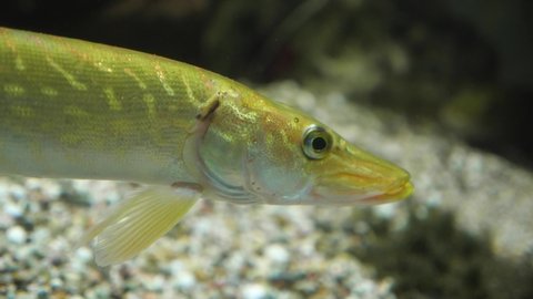 Yellow Pike Fish Resting Underwater On Stock Footage Video (100% ...