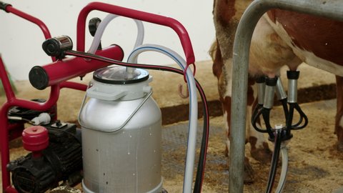 Milk Pours Down Pipe Milking Machine Stock Footage Video (100% Royalty ...