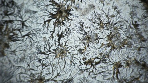 Psychostimulants Caffeine Crystals Laboratory Under Microscope Stock ...