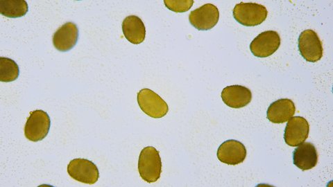 Pollen Under Microscope Male Seed Plant Stock Footage Video (100% ...