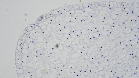 Ovary Lilium Transversal Section Under Microscope Stock Footage Video ...