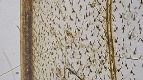 Microscope Footage Honeybee Wing Under 200x Stock Footage Video (100% ...