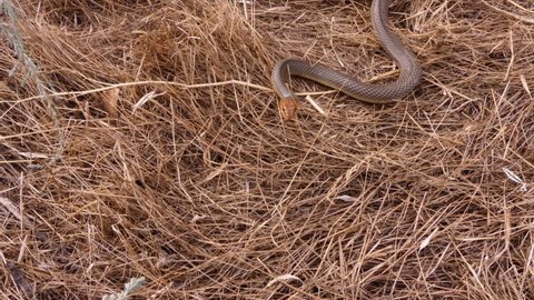 Caspian Whipsnake Dolichophis Caspius Coluber Caspius Stock Footage ...