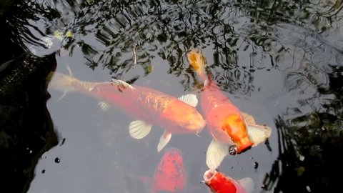 Beautiful Unique Koi Fish Clean Pond Stock Footage Video (100% Royalty ...