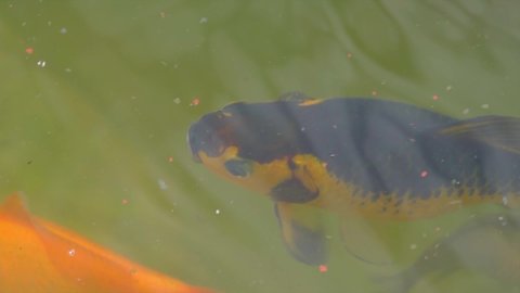 Beautiful Unique Koi Fish Clean Pond Stock Footage Video (100% Royalty ...