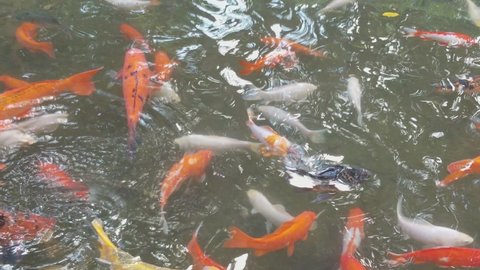 Beautiful Unique Koi Fish Clean Pond Stock Footage Video (100% Royalty ...