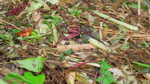 Compost Heap Organic Waste Biodegradable Human Stock Footage Video (100 ...