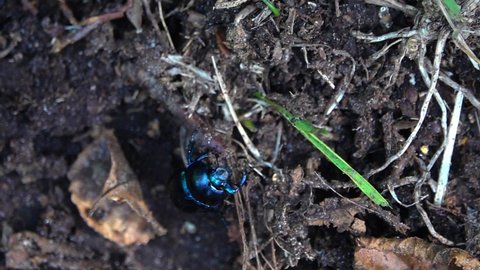 Shiny Beetle On Ground Sweden Slow Stock Footage Video (100% Royalty ...