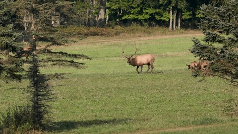 Bull Elk Battle During Rut Stock Footage Video (100% Royalty-free ...