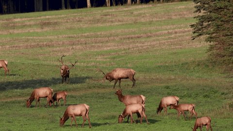 Bull Elk Battle During Rut Stock Footage Video (100% Royalty-free ...