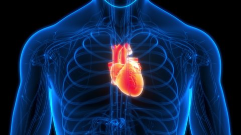 Human Circulatory System Heart Beat Anatomy Stock Footage Video (100% ...