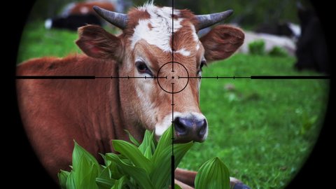 Cow Gun Rifle Scope Vegan Concept Stock Footage Video (100% Royalty ...