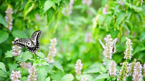 Side View One Butterfly Flapping Wings Stock Footage Video (100% ...