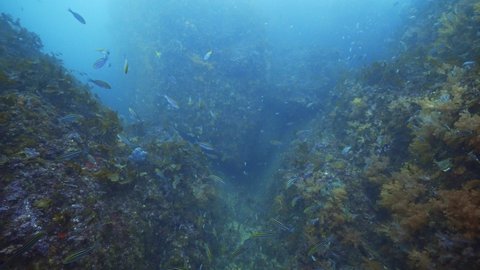 Grunter Rencos Threeline Grunt Chicken Grunt Stock Footage Video (100% ...