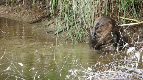 Beaver Sitting Lake Scratching His Belly Stock Footage Video (100% ...