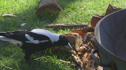 Australian Magpie Eating Witchetty Grub Rotted Stock Footage Video (100 ...