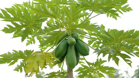 4k Closeup Many Papayas On Fruit Stock Footage Video (100% Royalty-free ...