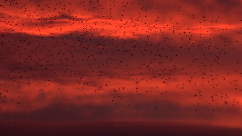 Amazing Flock Birds Flying Evening Light Stock Footage Video (100% ...