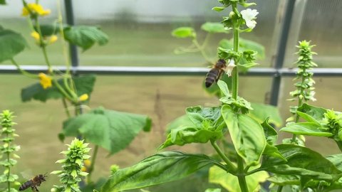 Blooming Spinach Garden Pollination Cucumber Flowers Stock Footage ...
