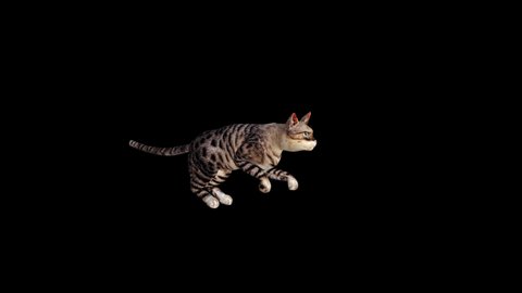 Cat Running Animationfull Hd Second Longtransparent Stock Footage Video ...