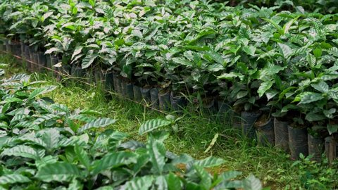 Coffee Nursery Rows Neatly Organised Coffee Stock Footage Video (100% ...