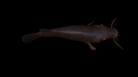 Catfish Top View Animationfull Hd Second Stock Footage Video (100% ...