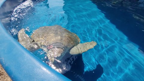 Sea Turtle Swimming Pool Marine Animal Stock Footage Video (100% ...