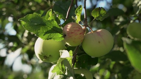 143 Apple Without Background Stock Video Footage - 4K and HD Video ...