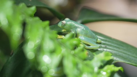This Video Shows Bright Green Frog Stock Footage Video (100% Royalty ...