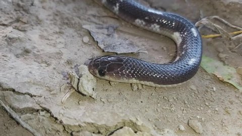 Common Krait Bengali Krait Snake Very Stock Footage Video (100% Royalty ...