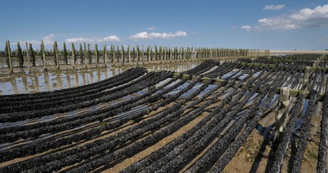 Mussel Farm Agon Coutainville Normandy France Stock Footage Video (100% ...