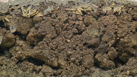 8k 7680x4320growing Plant Rootsseeds Germinating Under Stock Footage ...