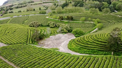 Flyover View Gorreana Tea Plantation Gravel Stock Footage Video (100% ...