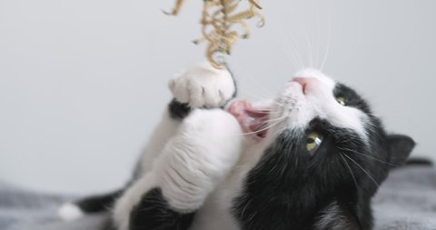 Closeup Cat Playing Paws Lying Back Stock Footage Video (100% Royalty ...