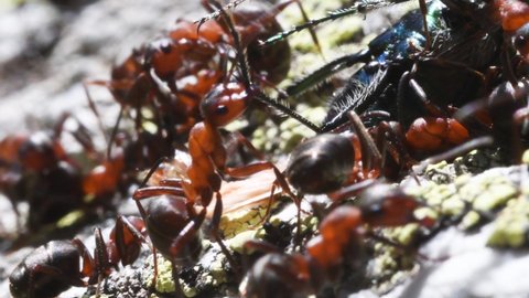 Green Tiger Beetlle Captured By Ants Stock Footage Video (100% Royalty ...