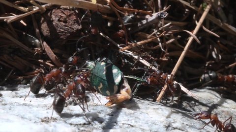 Green Tiger Beetlle Captured By Ants Stock Footage Video (100% Royalty ...
