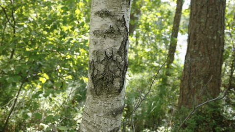Closer Look Cracks On Birch Tree Stock Footage Video (100% Royalty-free ...
