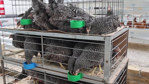 Crowded Black Chickens Small Cage Multi Stock Footage Video (100% ...