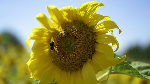 Flying Honey Bee Covered Pollen Collecting Stock Footage Video (100% ...