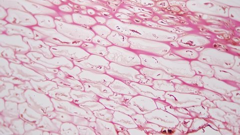 Polliondium Funaria Longitudinal Section Under Microscope Stock Footage ...