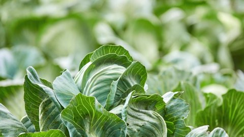 Cone Cabbage Uncultivated Form Called Wild Stock Footage Video (100% ...