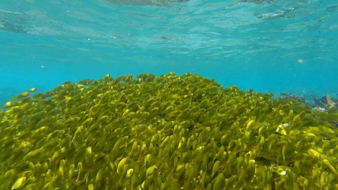 Massive School Juvenile Rabbitfish Shallow Water Stock Footage Video ...
