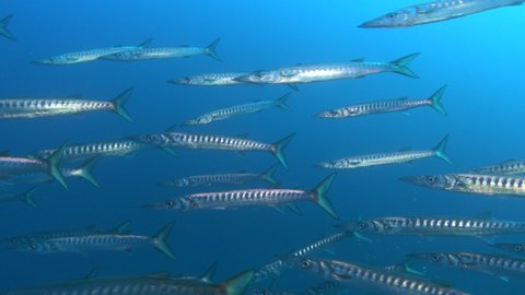 Wildlife Underwater Barracuda Fish Close Camera Stock Footage Video ...
