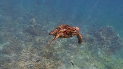 Sea Turtle Above Coral Reef Tropical Stock Footage Video (100% Royalty ...