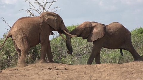 Elephant Battle African Savannah Adult Bull Stock Footage Video (100% ...