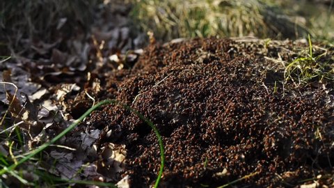 Many Small Brown Ants Build Their Stock Footage Video (100% Royalty ...