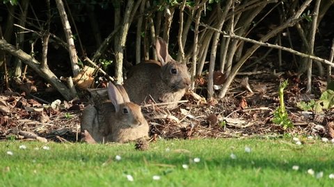 Wild Rabbits Living On Holiday Caravan Stock Footage Video (100% ...