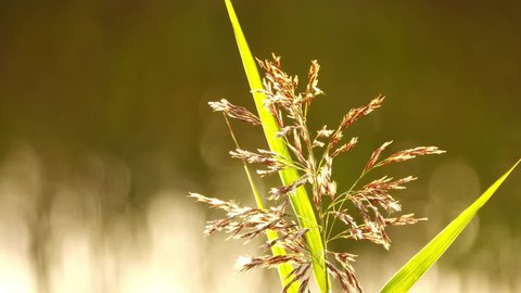 Johnson Grass Johnsongrass Sorghum Halepense Plant Stock Footage Video ...