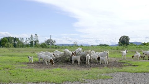 Hunger Herd Goats Devoured Leaves Trees Stock Footage Video (100% ...